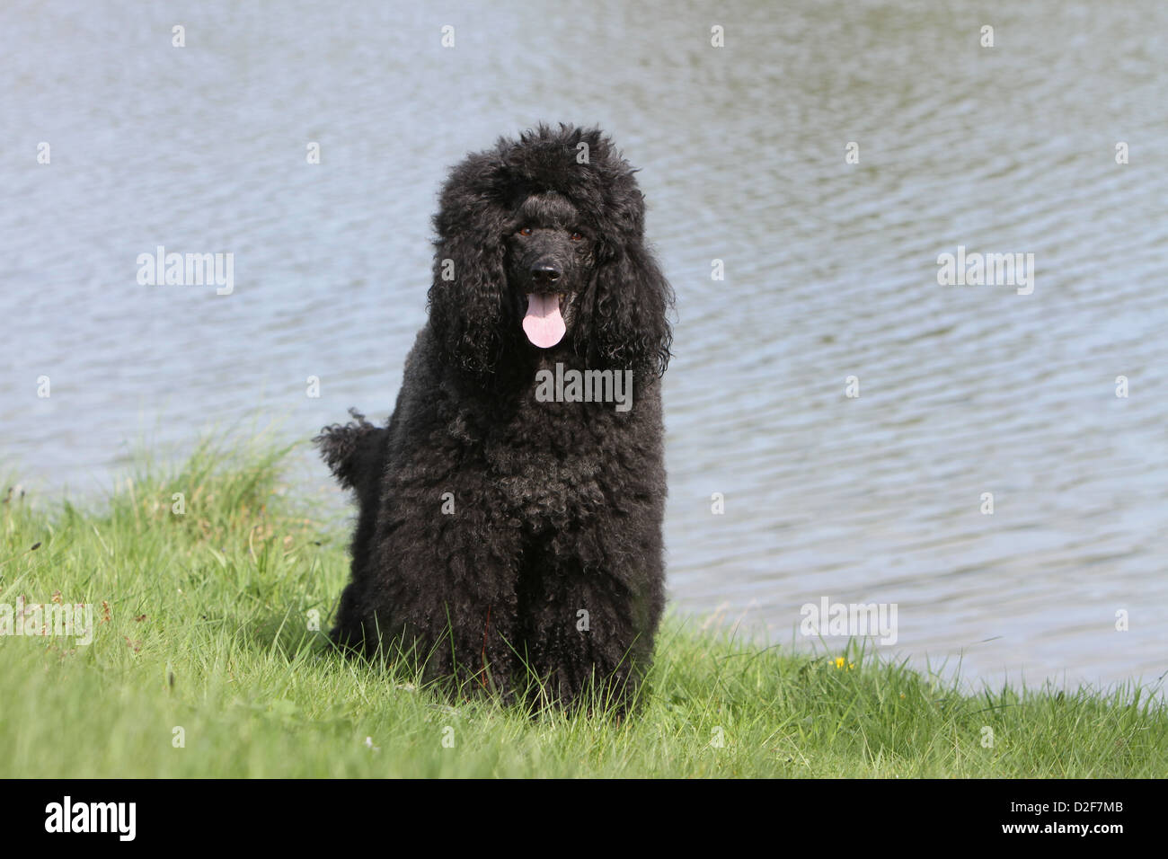 Black giant poodle hi-res stock photography and images - Alamy