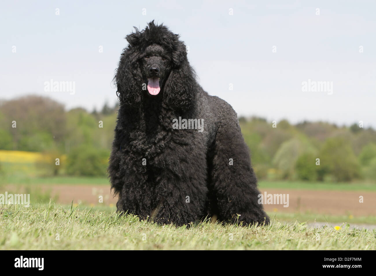 Dog Poodle / Pudel / Caniche standard giant adult (black) standing in a ...