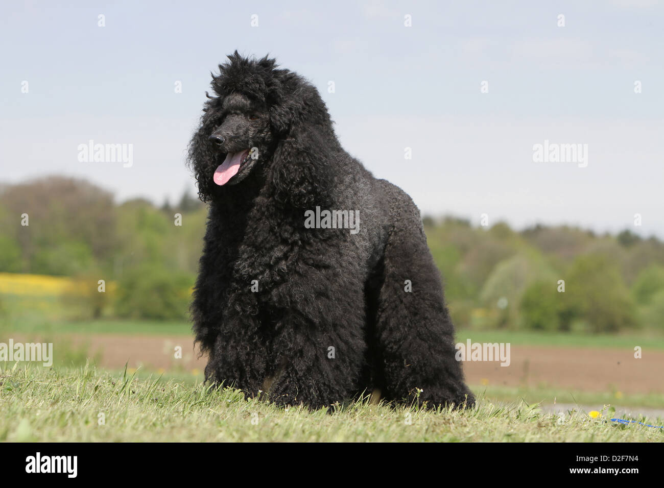 Dog Poodle / Pudel / Caniche standard giant adult (black) standing in a ...