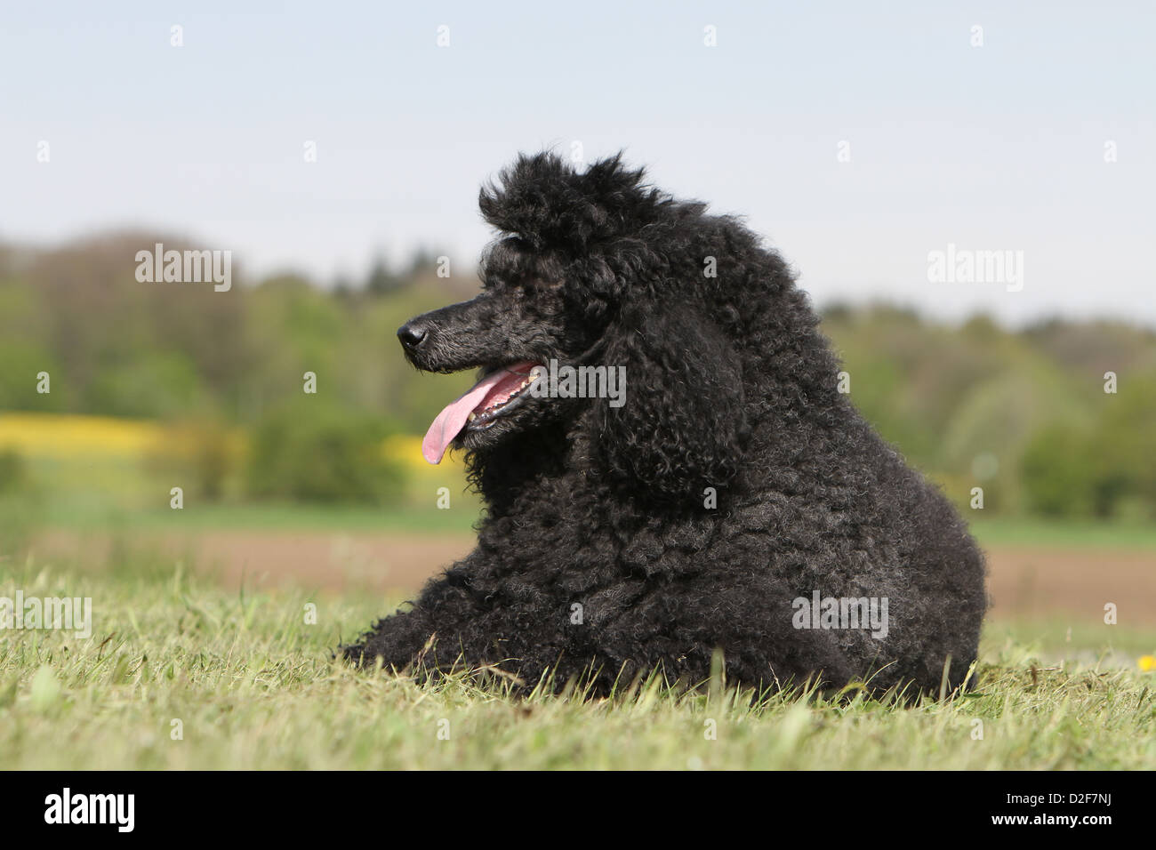 Dog Poodle / Pudel / Caniche standard giant adult (black) lying in a ...