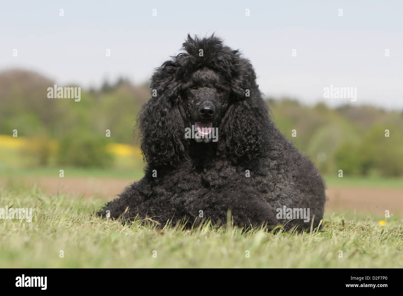 Dog Poodle / Pudel / Caniche standard giant adult (black) lying in a ...