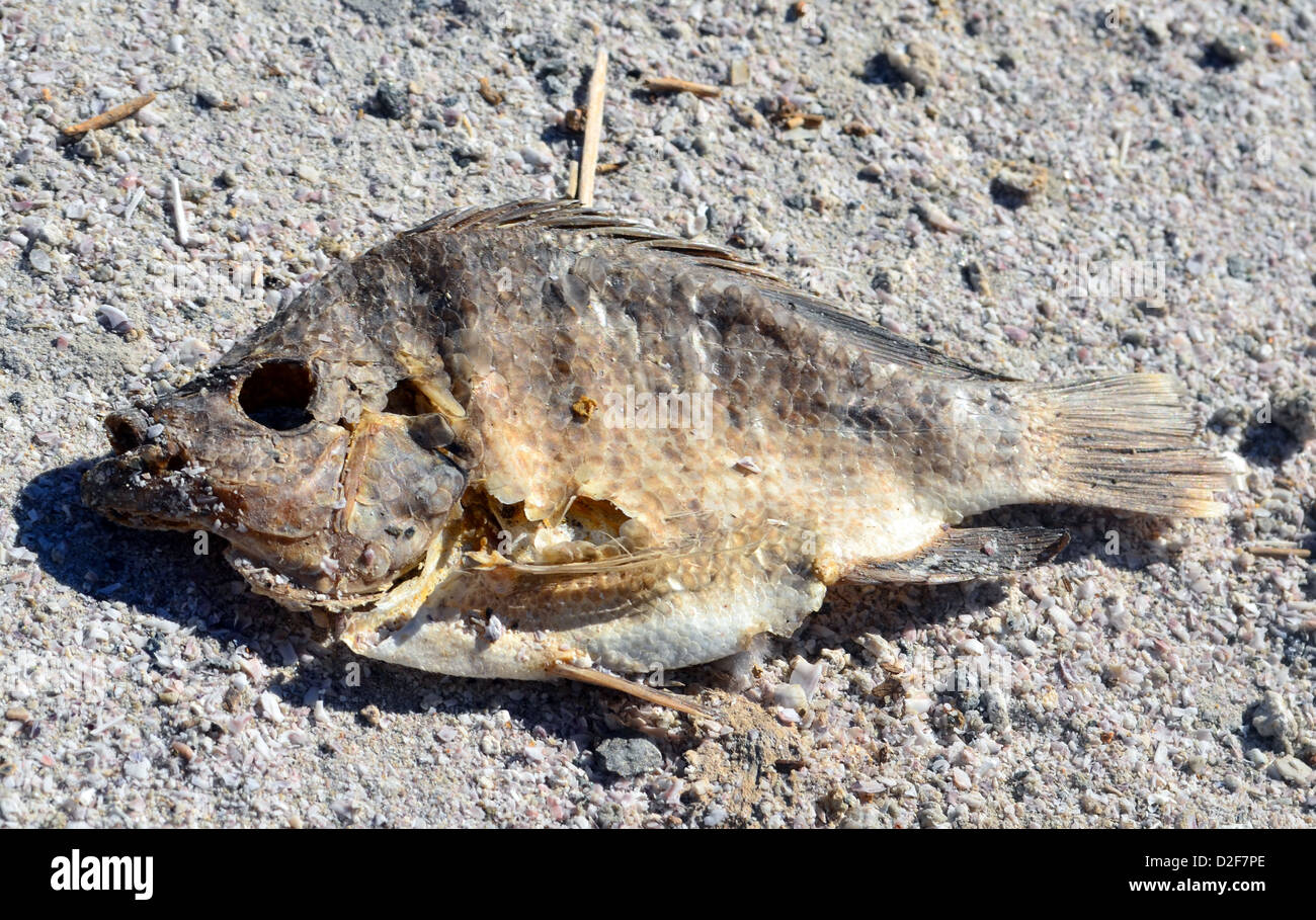 Vertebrate skeleton fish hi-res stock photography and images - Alamy