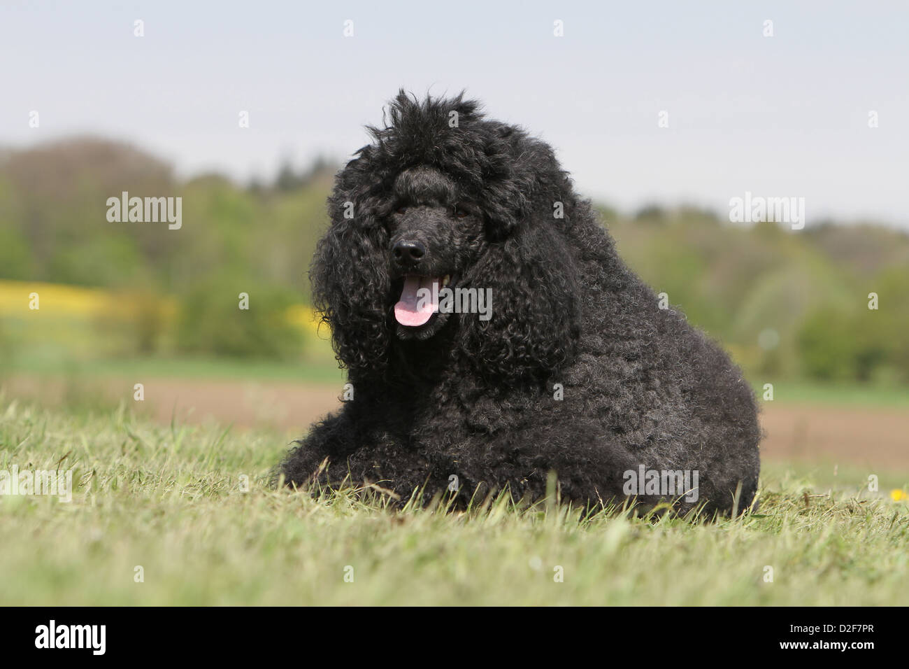 Dog Poodle / Pudel / Caniche standard giant adult (black) lying in a ...