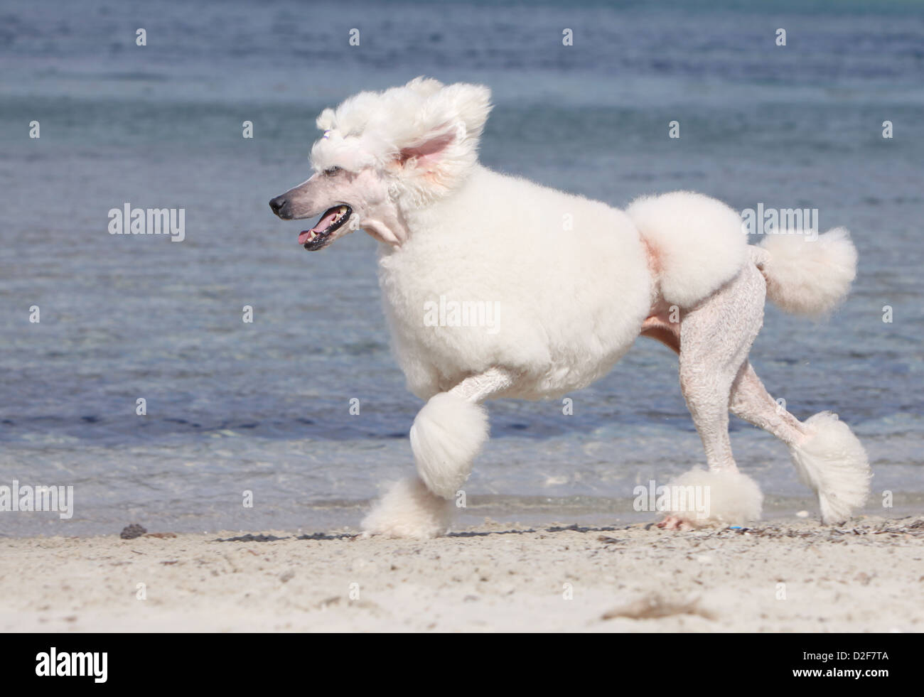 Dog Poodle / Pudel / Caniche standard grande adult (white) running on ...