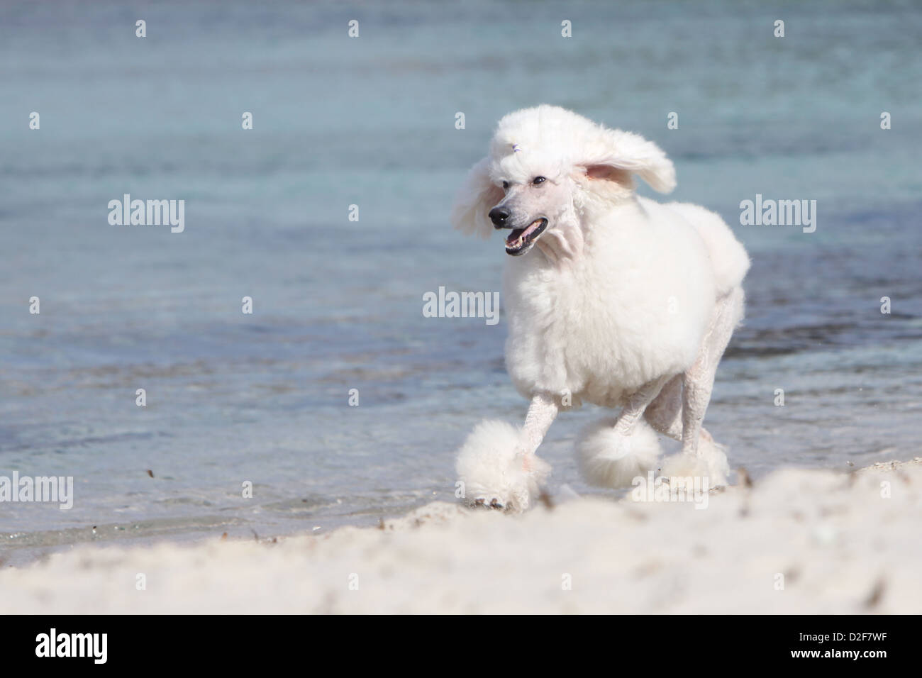 White Standard Poodle Running