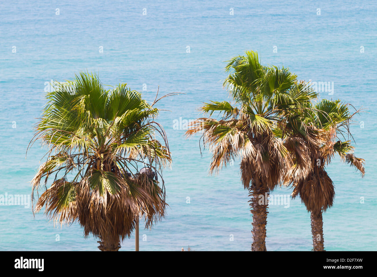 Israel palm trees hi-res stock photography and images - Alamy