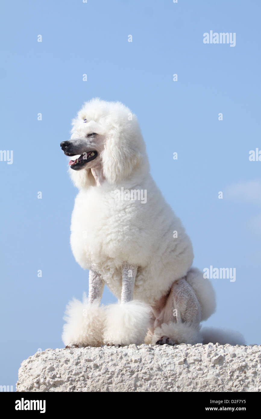 White standard poodle sitting hi-res stock photography and images - Alamy