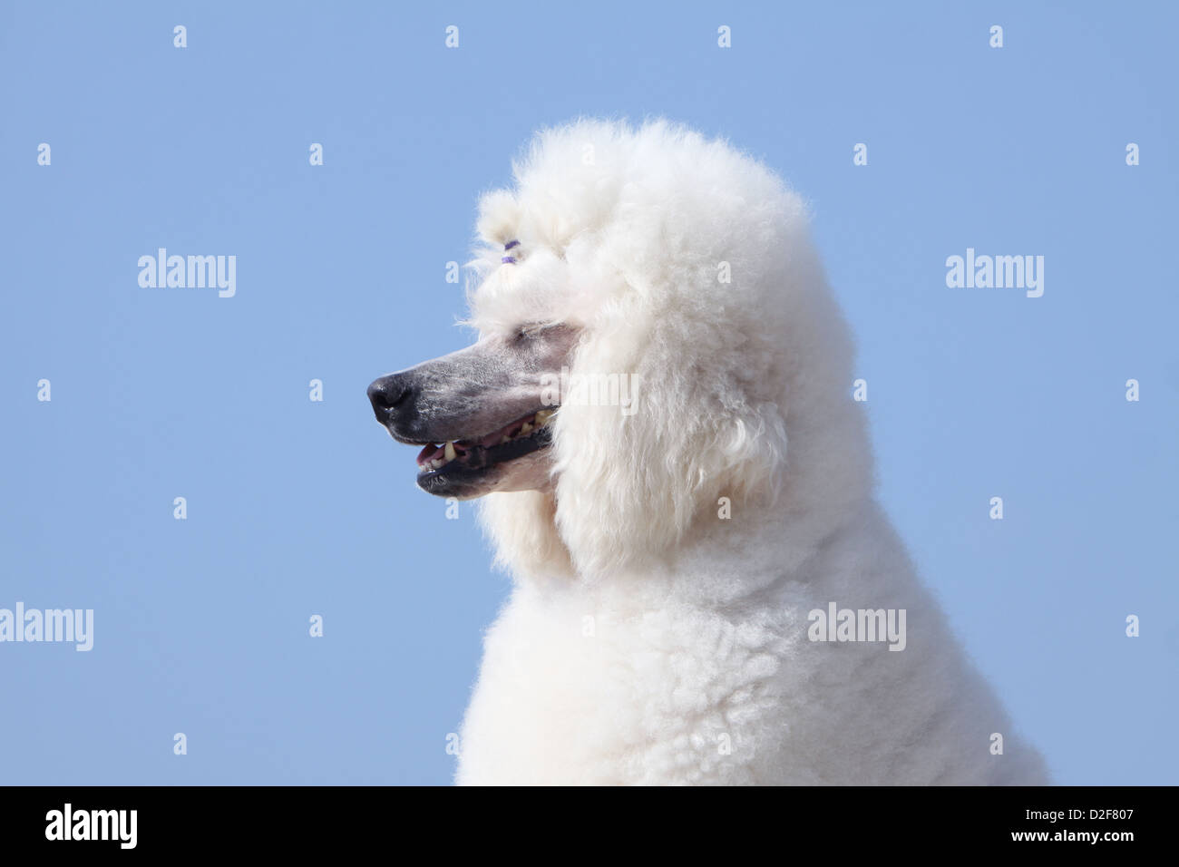 Dog Poodle / Pudel / Caniche standard grande adult (white) portrait ...