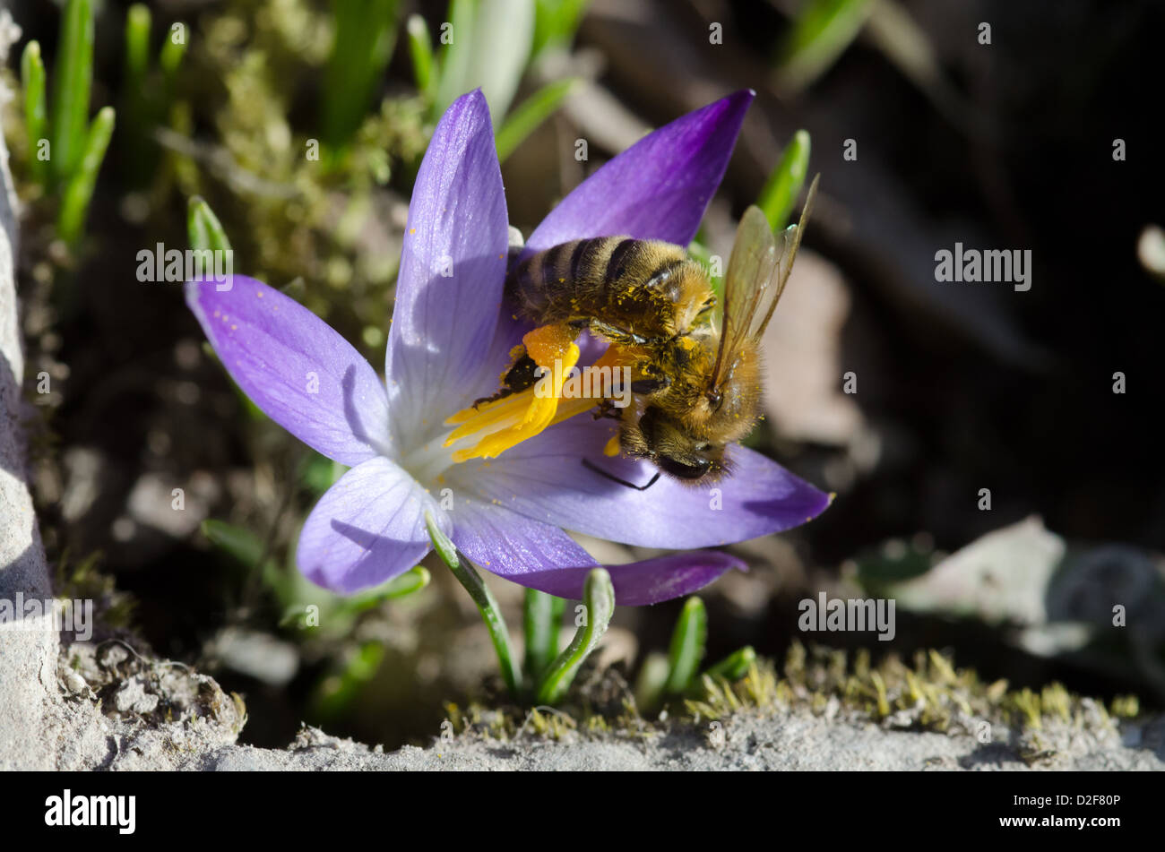 Bee crocus bloom hi-res stock photography and images - Alamy