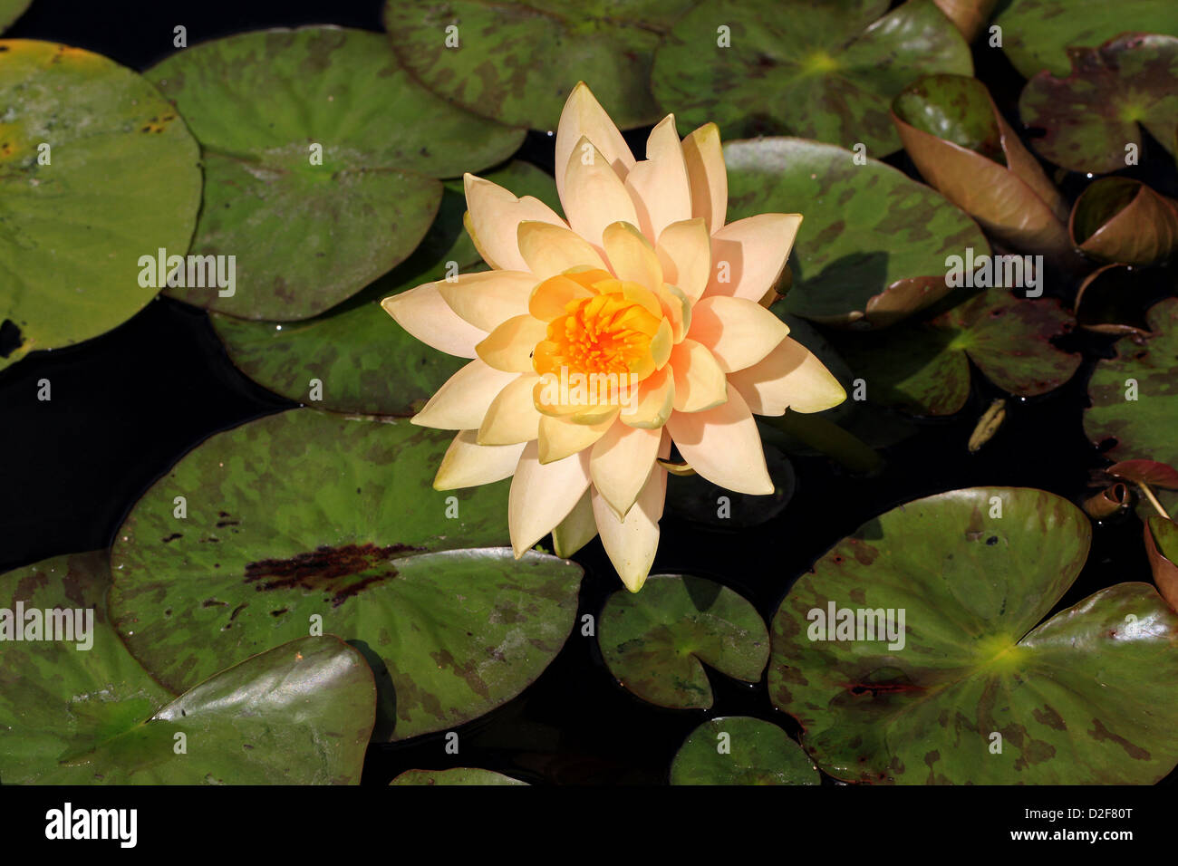Innerlight Hardy Yellow Water Lily, Nymphaea "Inner Light ...