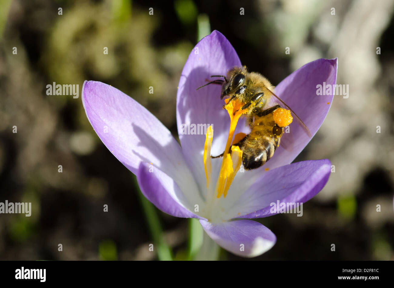 Bee and crocus hi-res stock photography and images - Alamy