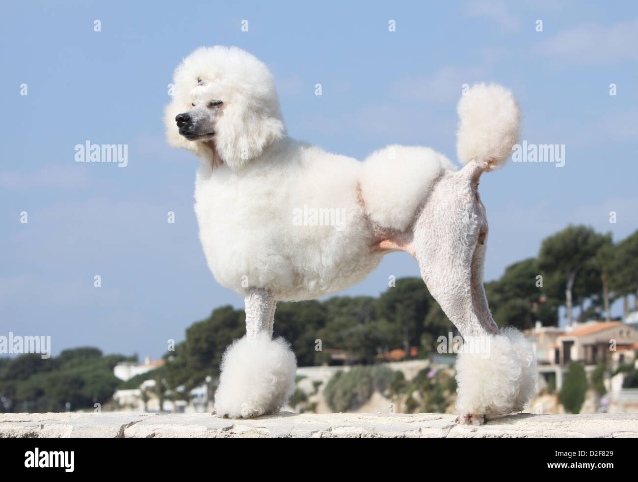Dog Poodle / Pudel / Caniche standard grande adult (white) standing ...