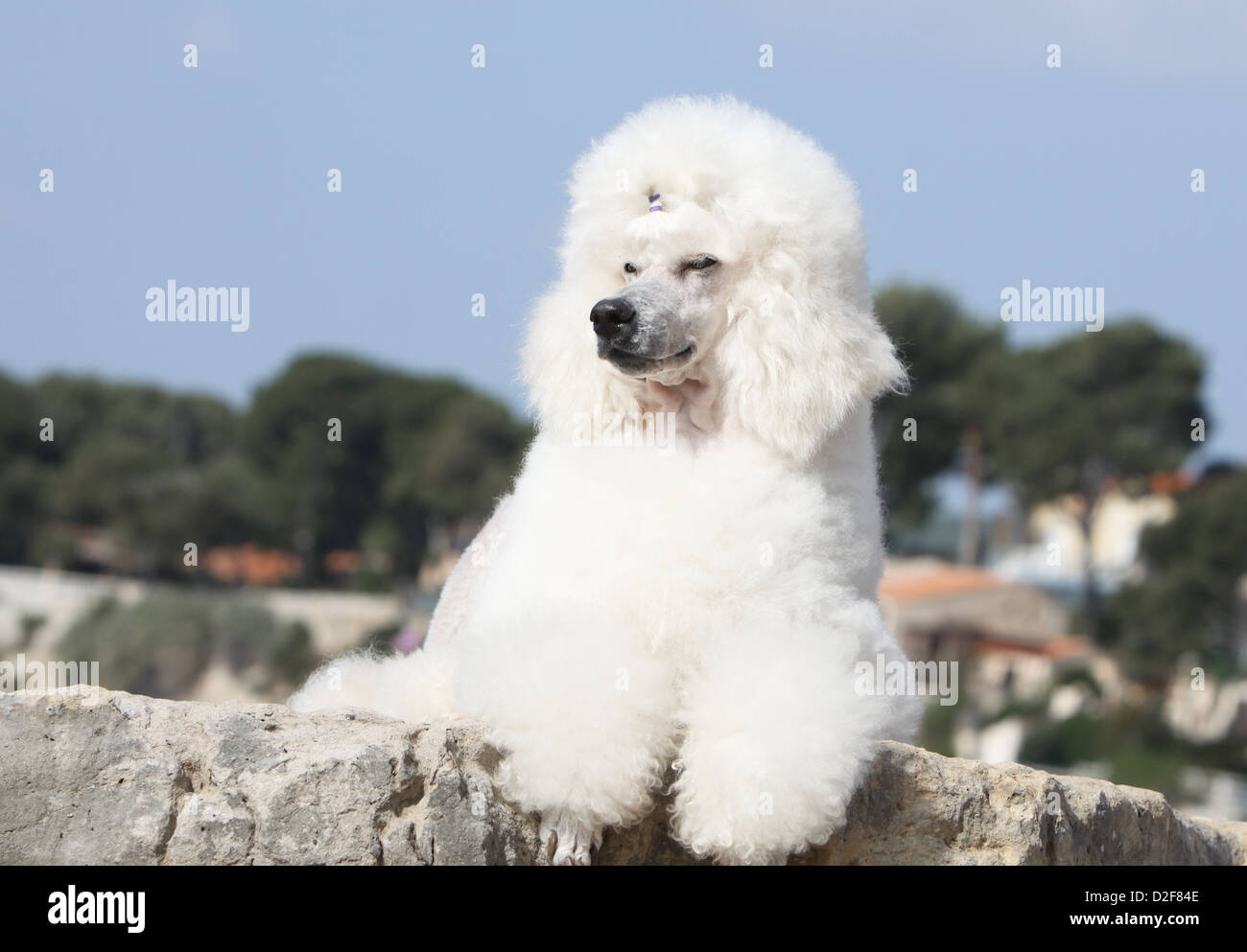 Dog Poodle / Pudel / Caniche standard grande adult (white) lying down ...
