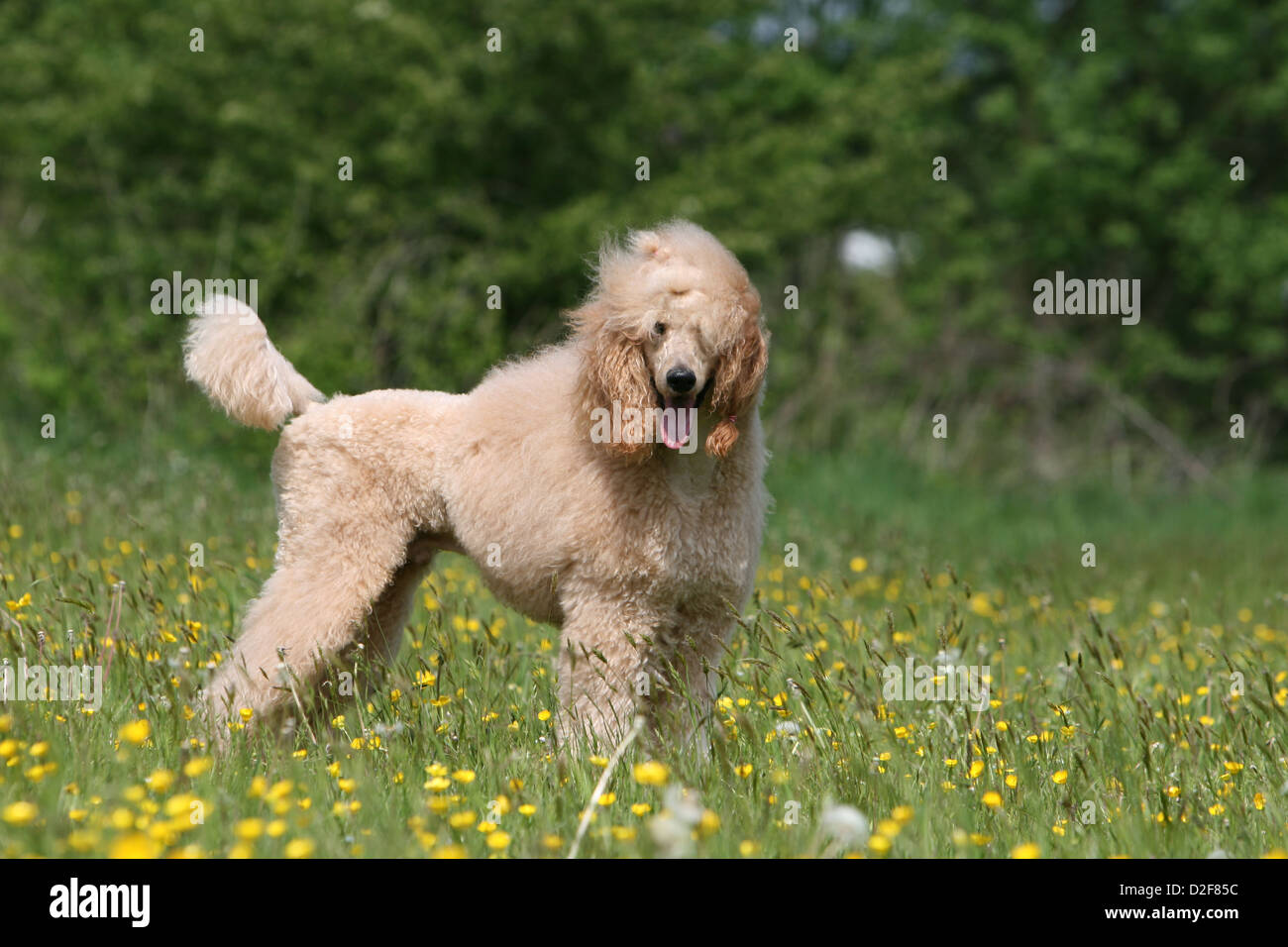Dog Poodle / Pudel / Caniche standard grande giant adult (Apricot ...