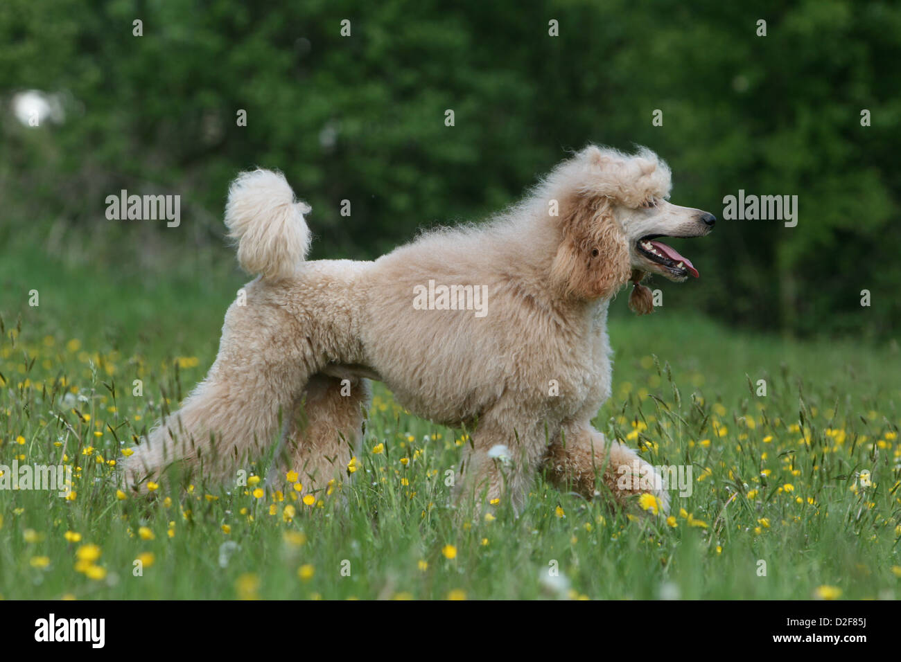 Dog Poodle / Pudel / Caniche standard grande giant adult (Apricot ...