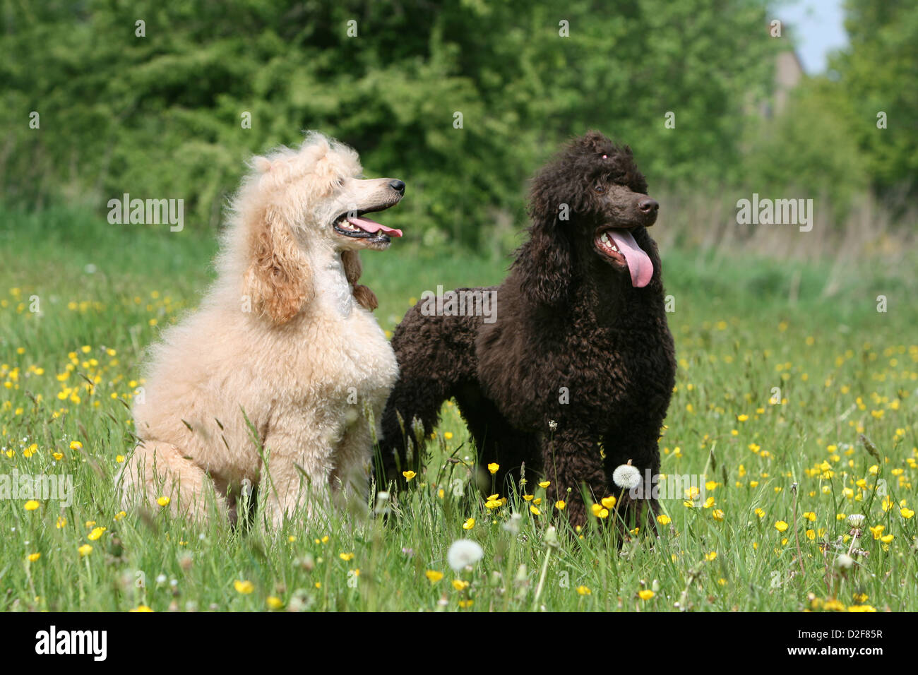 Dog Poodle / Pudel / Caniche standard grande giant Two adults different ...