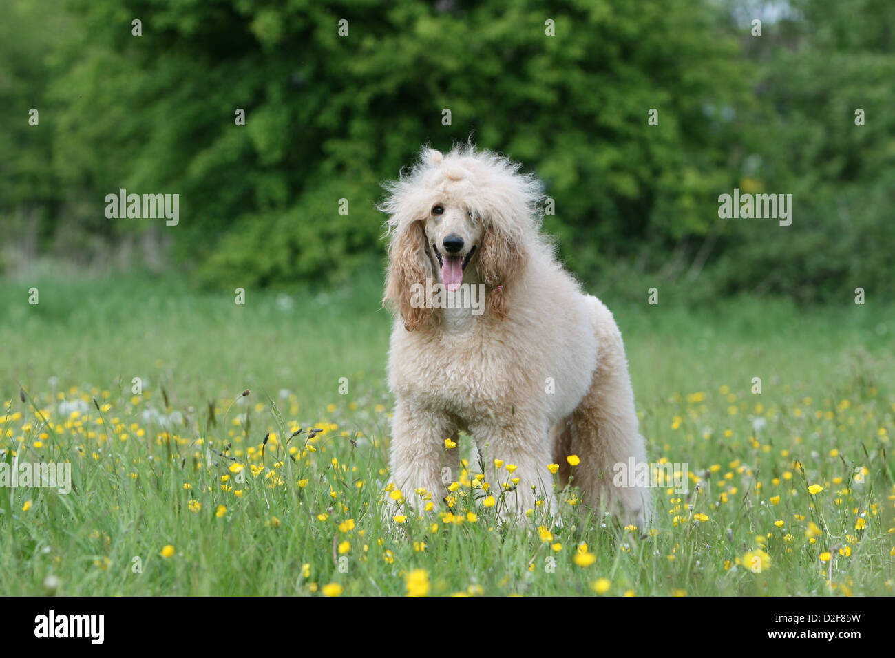Dog Poodle / Pudel / Caniche standard grande giant adult (Apricot ...