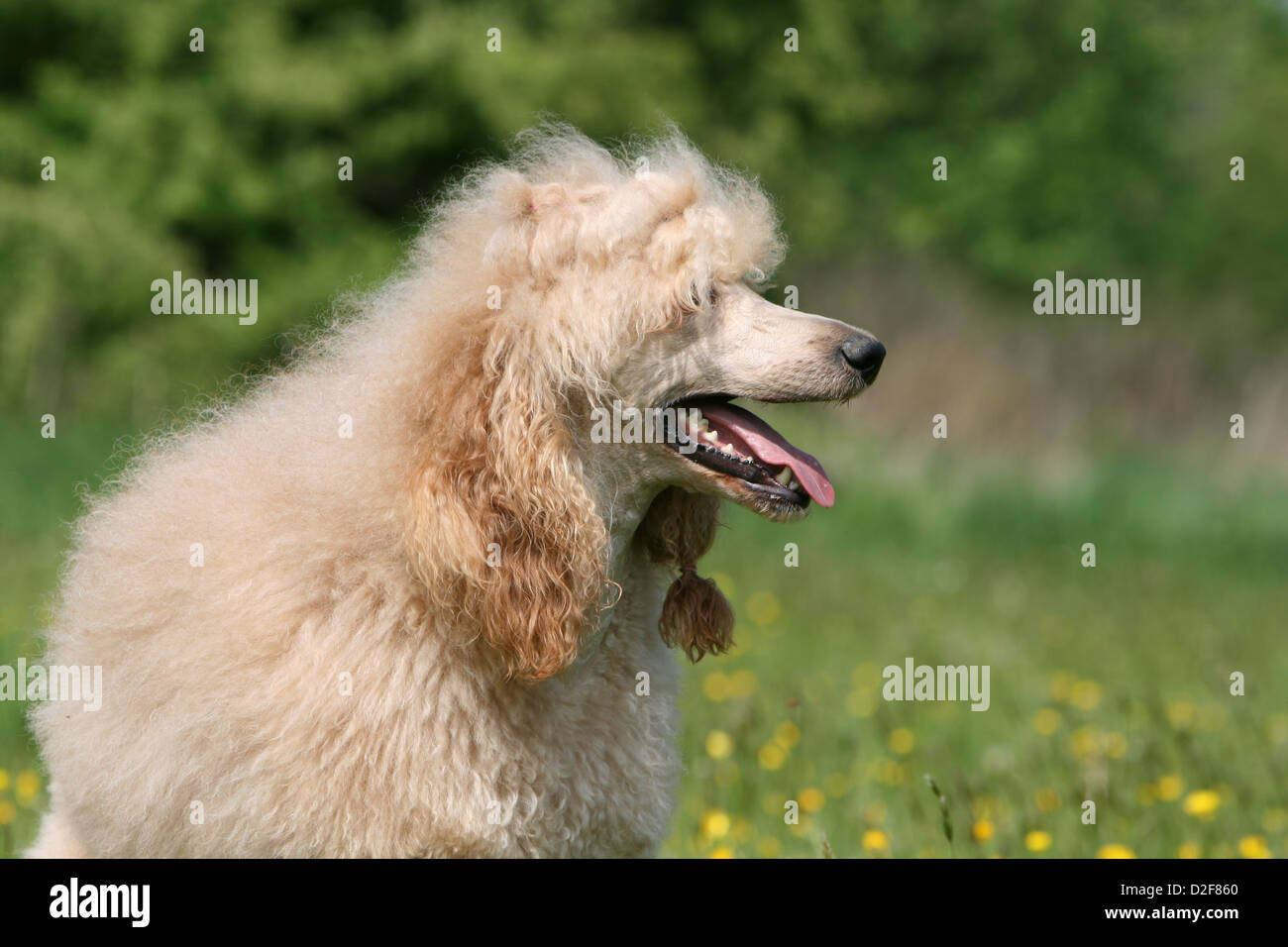 Dog Poodle / Pudel / Caniche standard grande adult (Apricot) portrait ...