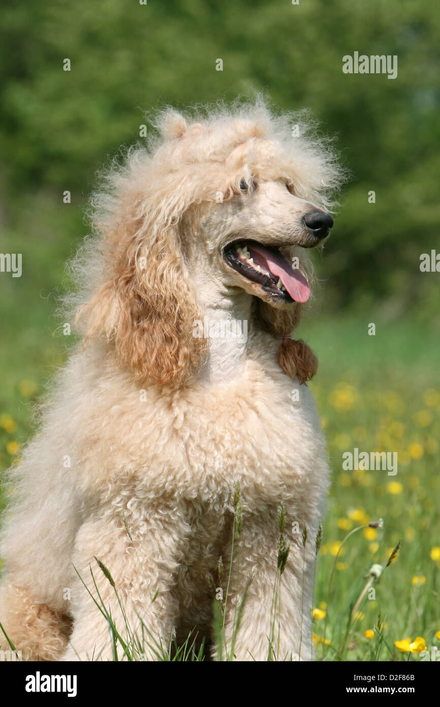 Pudels hi-res stock photography and images - Alamy