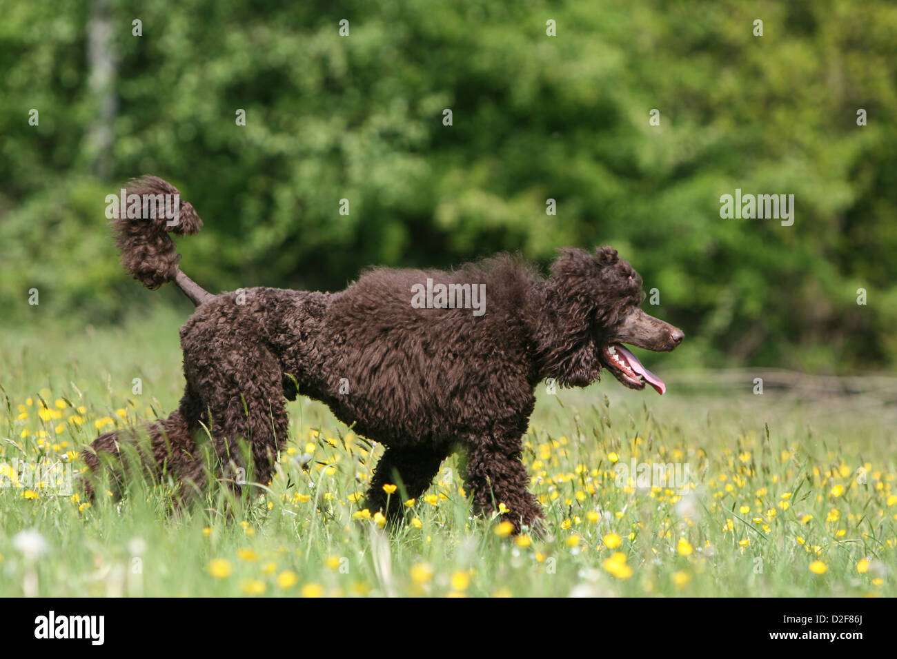 Dog Poodle / Pudel / Caniche standard grande giant adult (brown ...