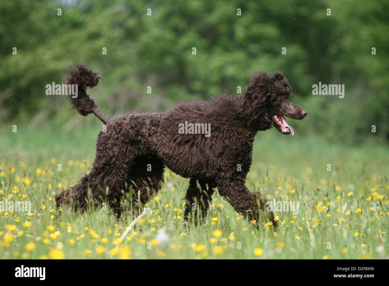 Pudel walking hi-res stock photography and images - Alamy