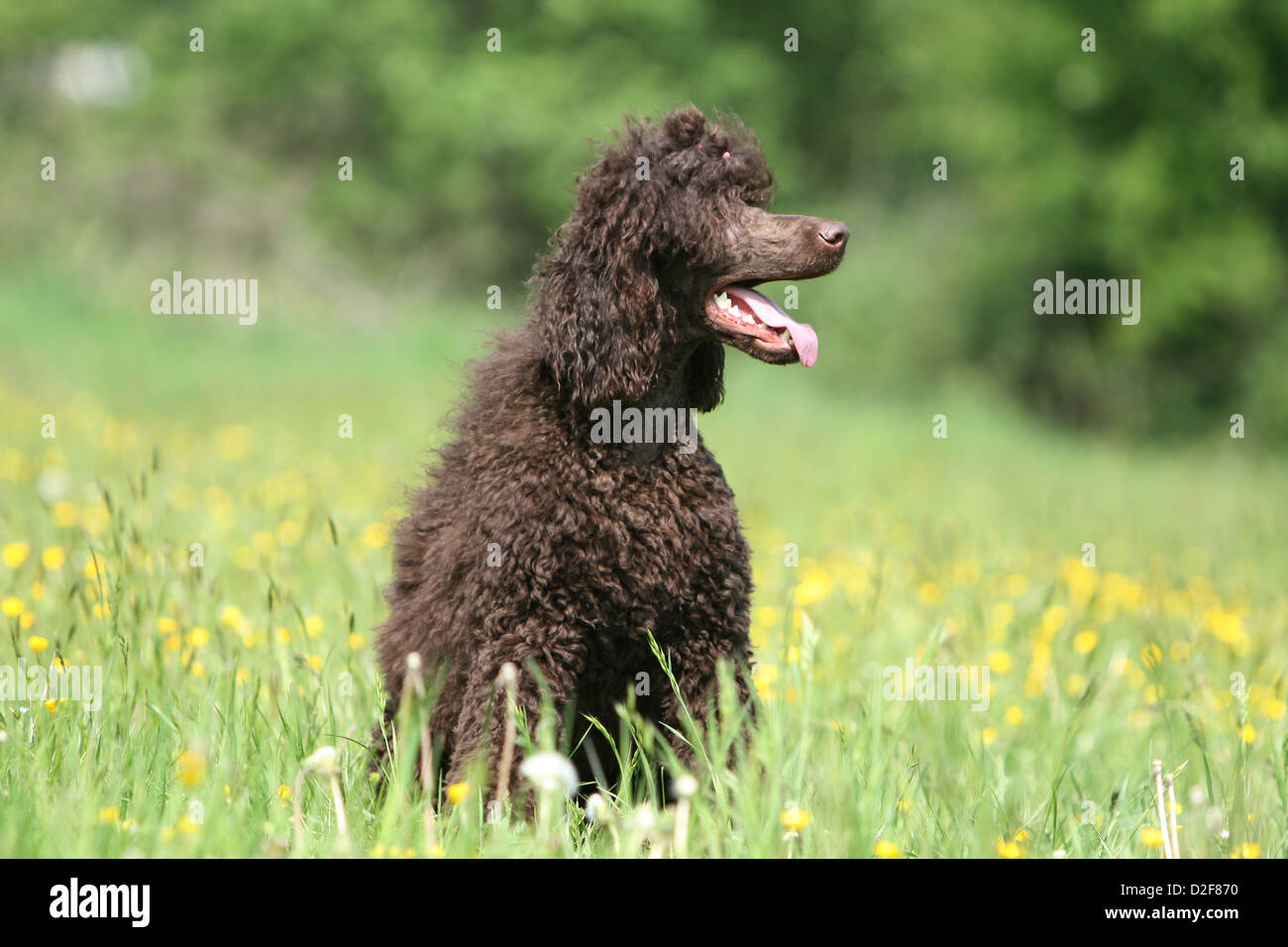 Dog Poodle / Pudel / Caniche standard grande giant adult (brown ...