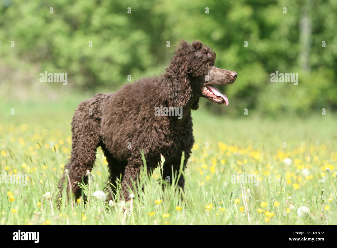 Dog Poodle / Pudel / Caniche standard grande giant adult (brown ...