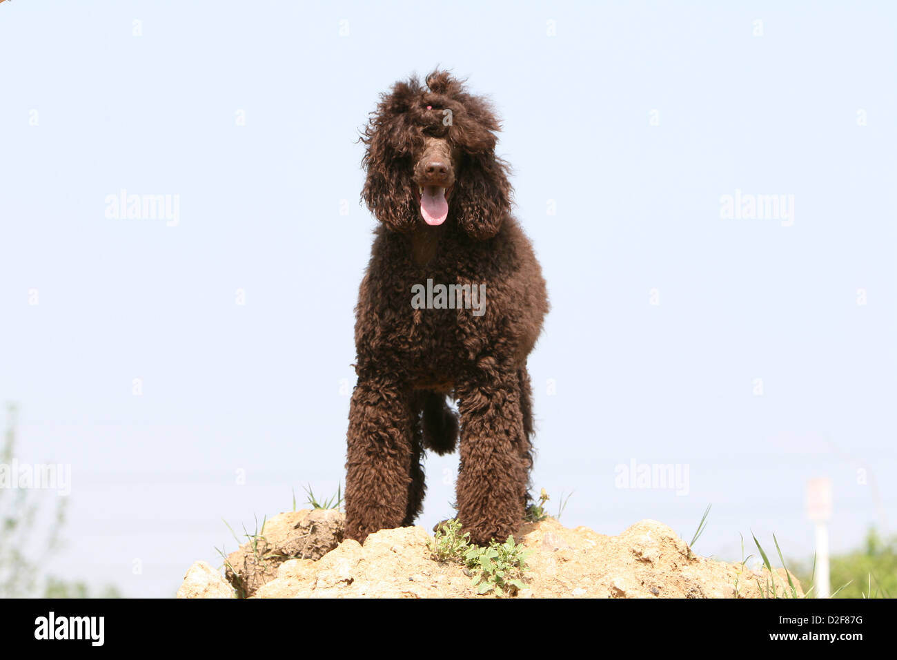 Dog Poodle / Pudel / Caniche standard grande giant adult (brown ...