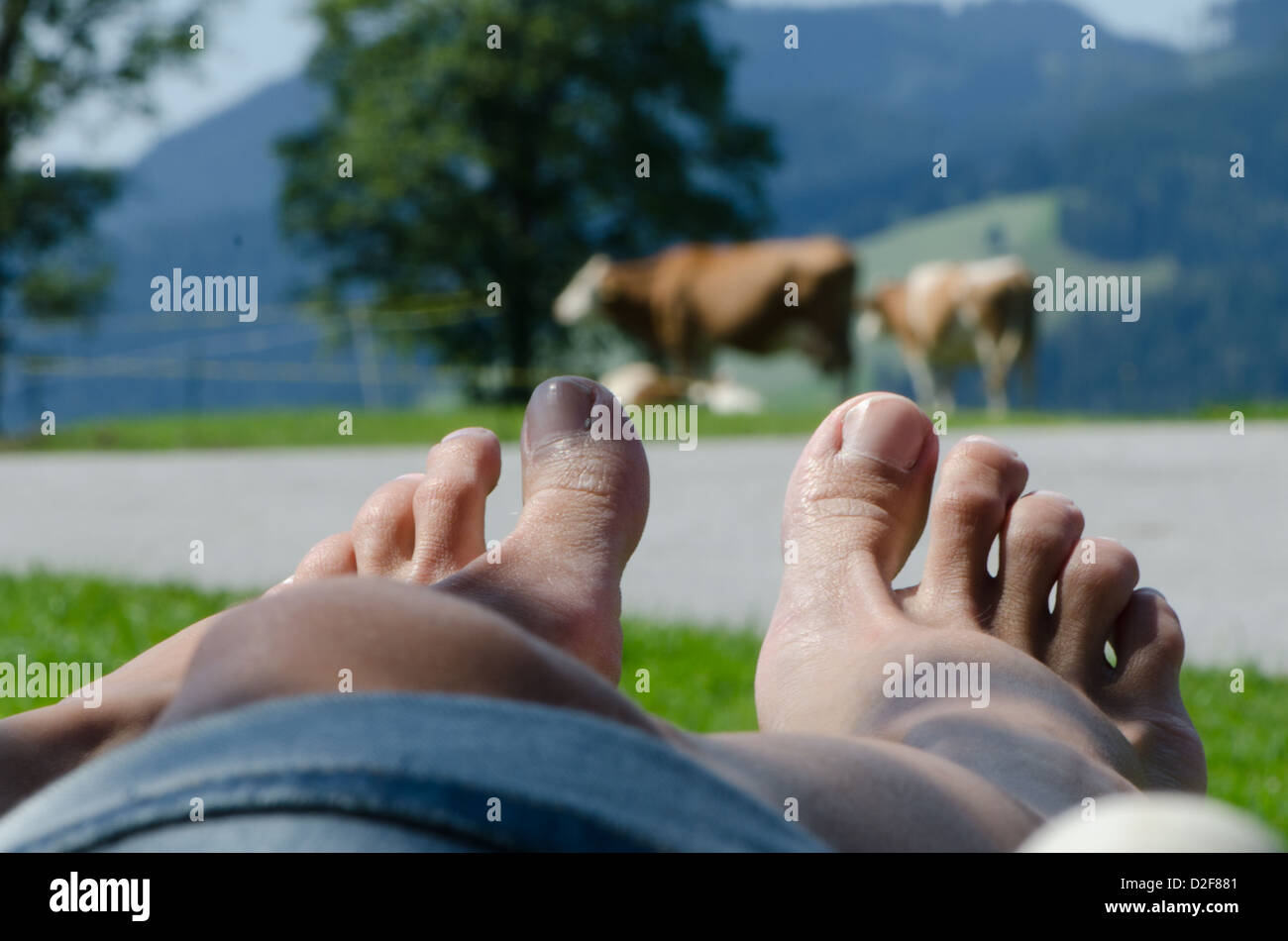Cow's feet foot hi-res stock photography and images - Alamy