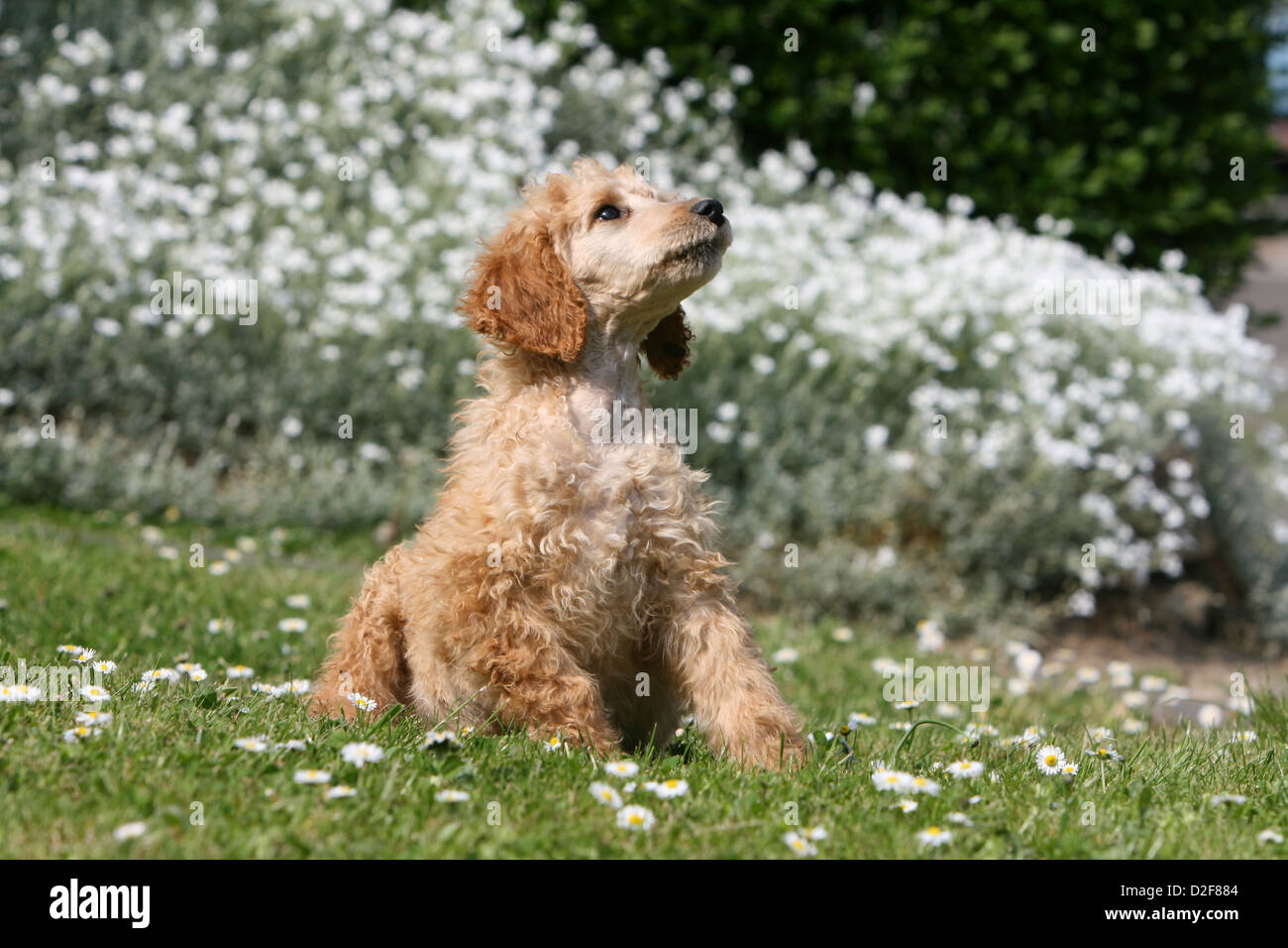 Dog Poodle / Pudel / Caniche standard grande giant puppy (apricot ...