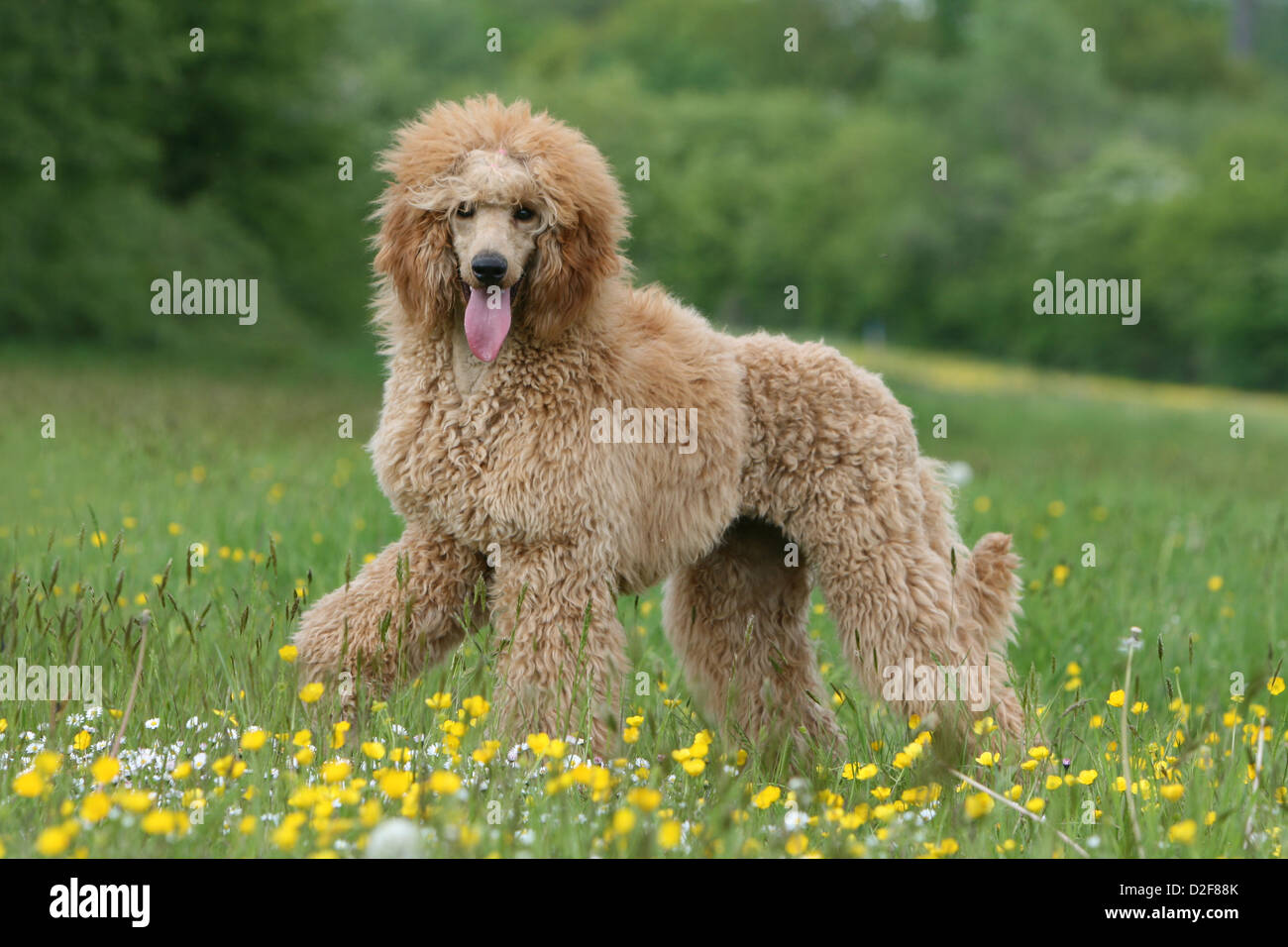 Dog Poodle / Pudel / Caniche standard grande giant adult (apricot ...