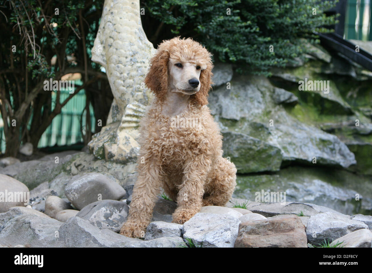Dog Poodle / Pudel / Caniche standard grande giant puppy (apricot ...