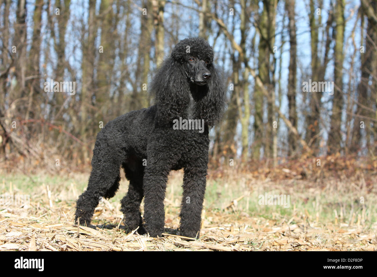 Dog Poodle / Pudel / Caniche standard giant adult (black) standing in a ...