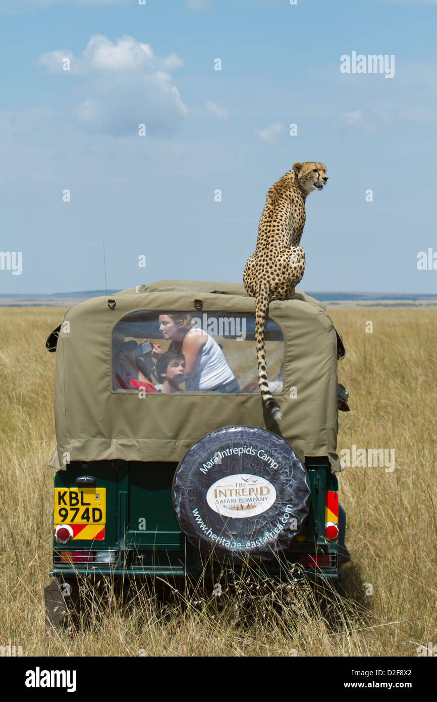 Cheetah sitting on a safari vehicle while being watched by tourists in ...