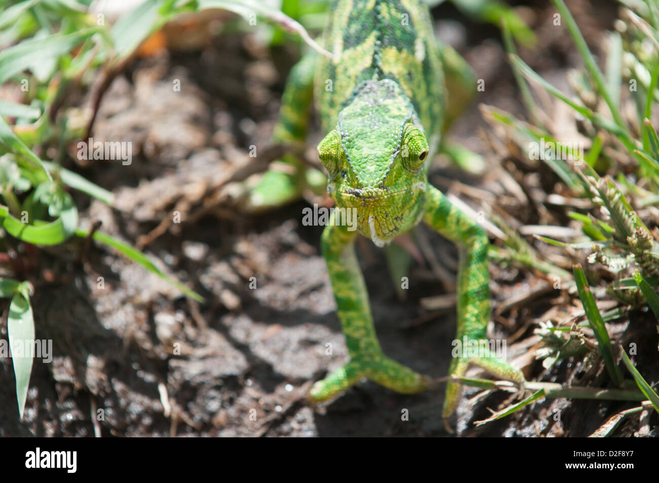 Chameleon walking hi-res stock photography and images - Alamy