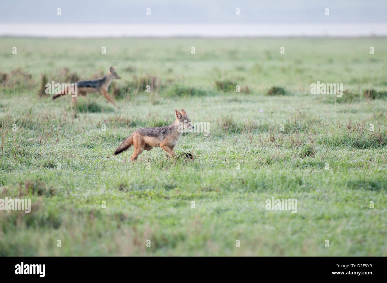 Two black backed jackals crossing grasslands surrounding Lake Nakuru ...