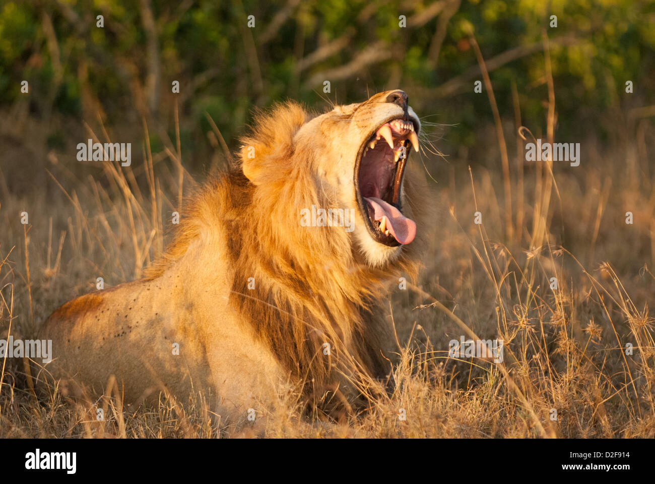Setting lion hi-res stock photography and images - Alamy
