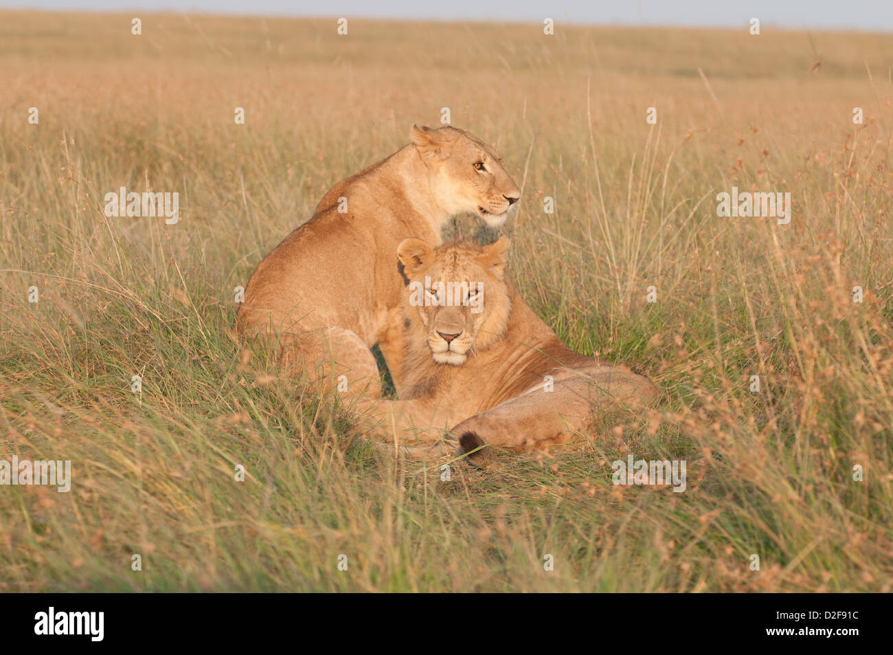 Female lion sitting hi-res stock photography and images - Alamy