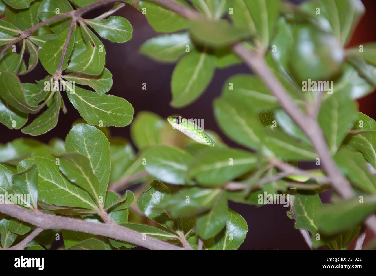 Battersby's green snake moving through foliage, viewed from its left ...