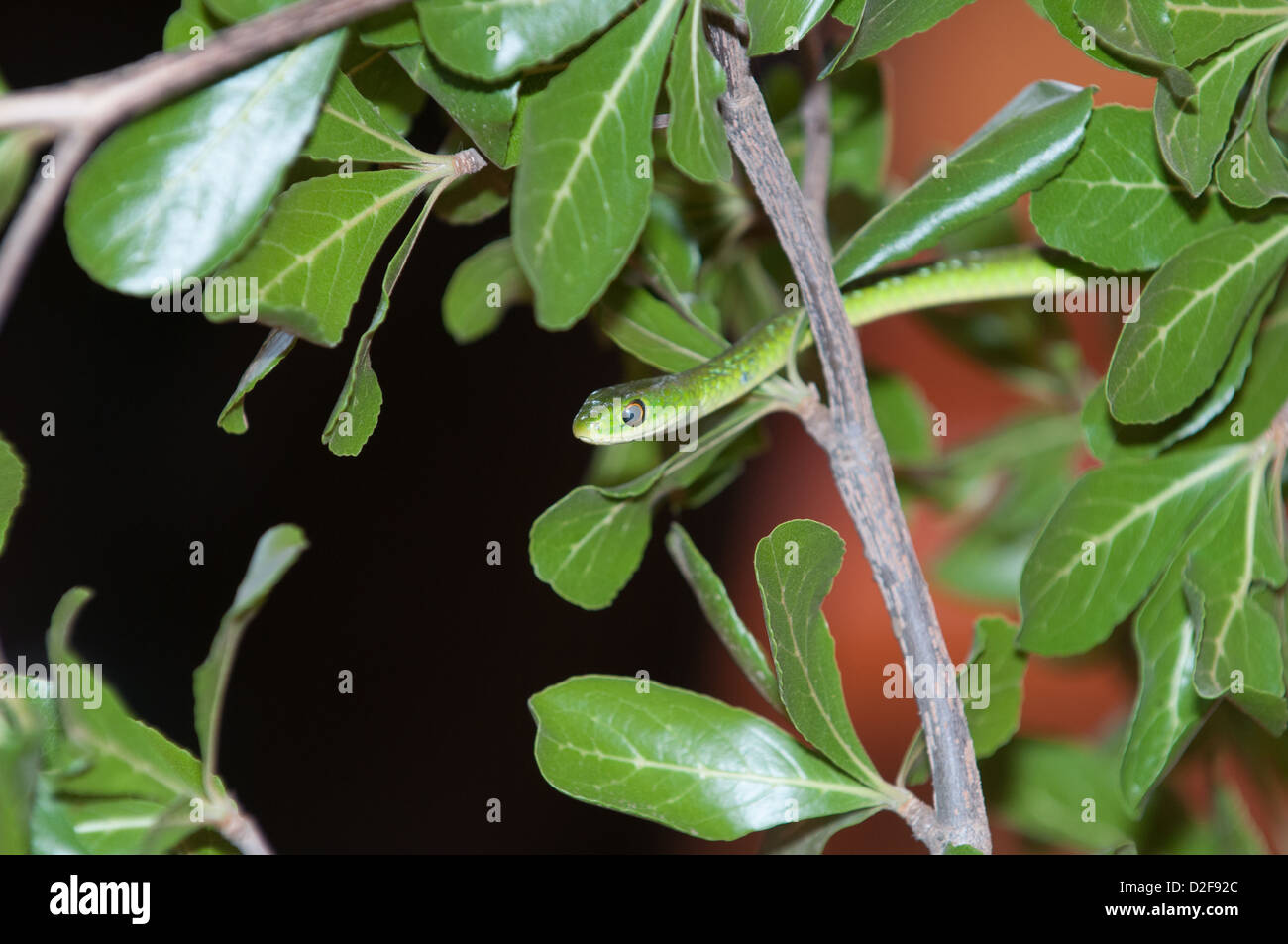 Battersby's green snake moving through foliage Stock Photo - Alamy