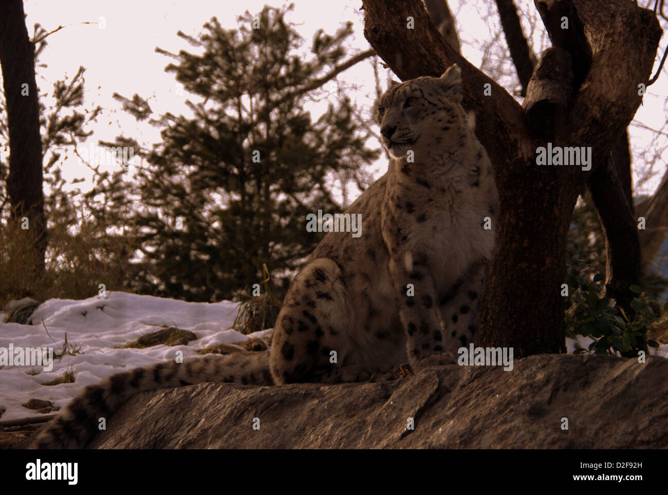 Black panther animal front view hi-res stock photography and images - Alamy