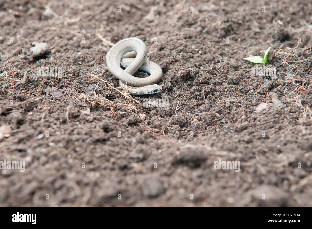 Slug eater snake coiled on earthy ground Stock Photo - Alamy