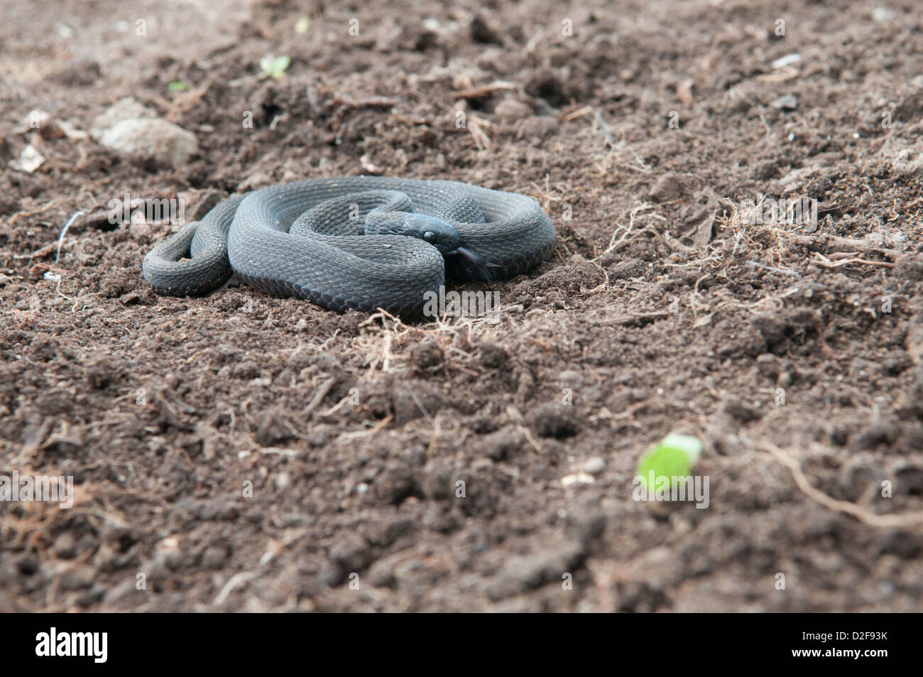 Egg eater snake tightly coiled in defensive posture Stock Photo - Alamy