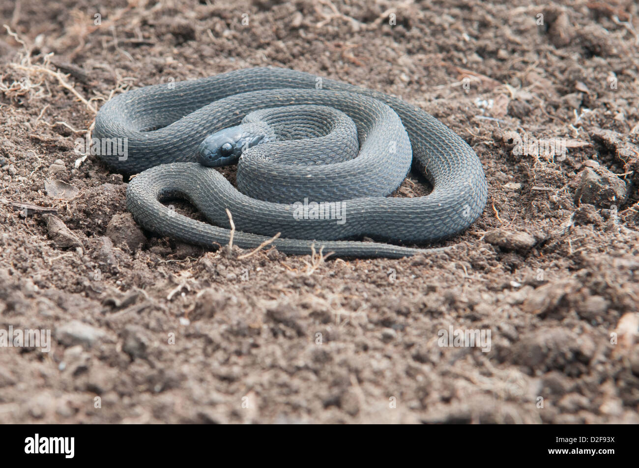 Egg eater snake hi-res stock photography and images - Alamy
