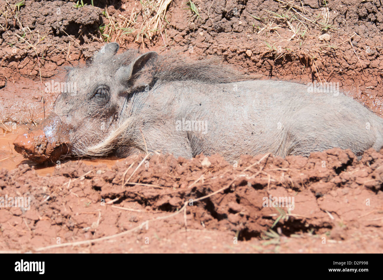 Warthog partly submerged in red muddy hole viewed from its left side ...