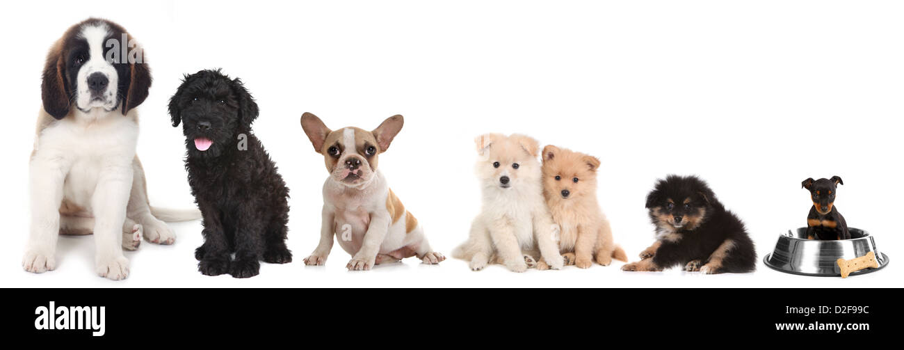 Lineup of 5 different breeds dog hi-res stock photography and images ...