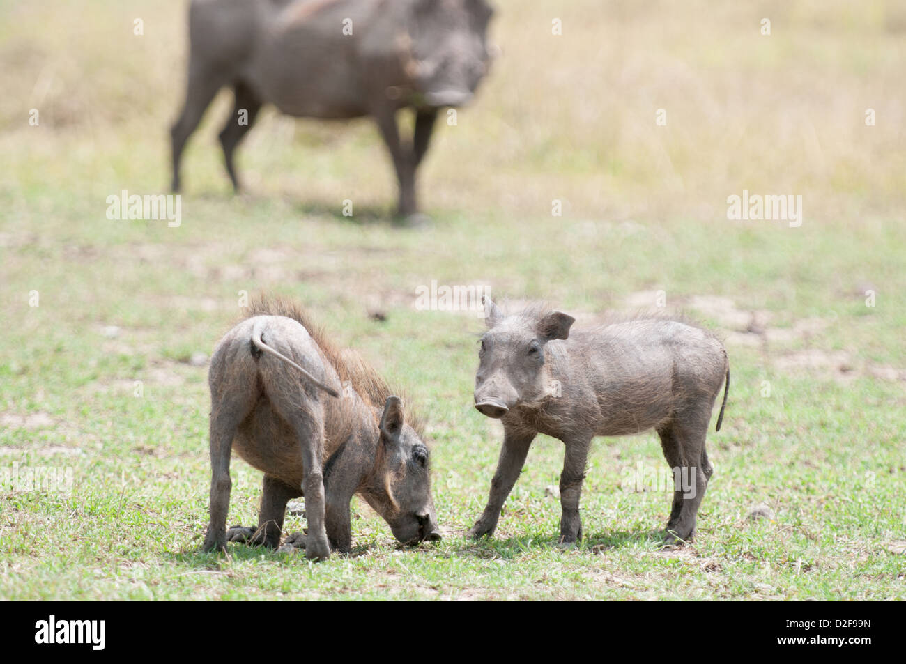 Two young warthogs grazing on open grassland, an adult is visible in ...