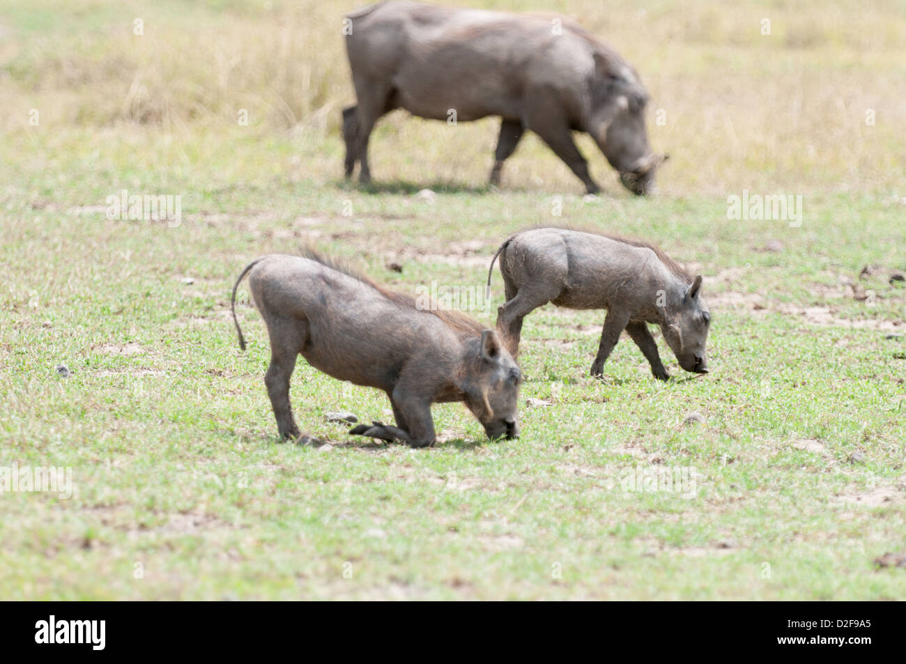 Sweetwaters game reserve hi-res stock photography and images - Alamy