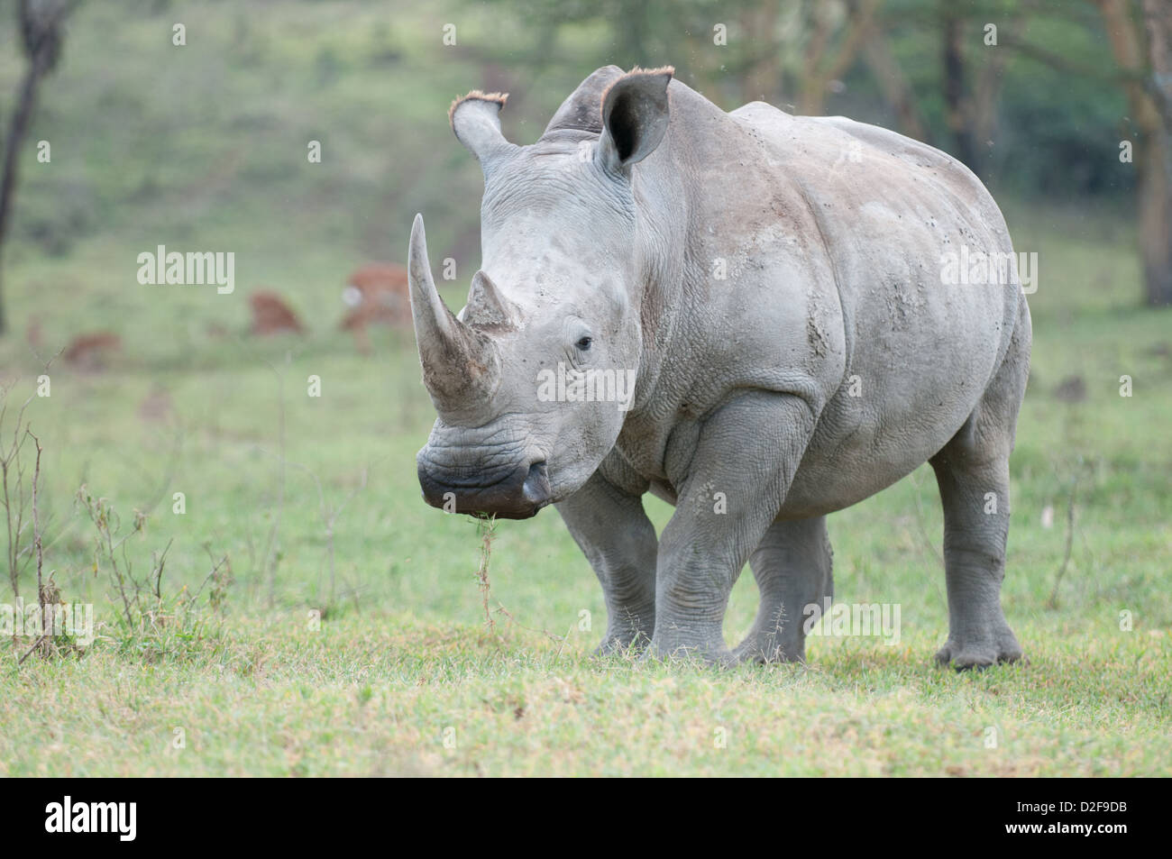 White rhinoceros in open grassland viewed from its front left side ...