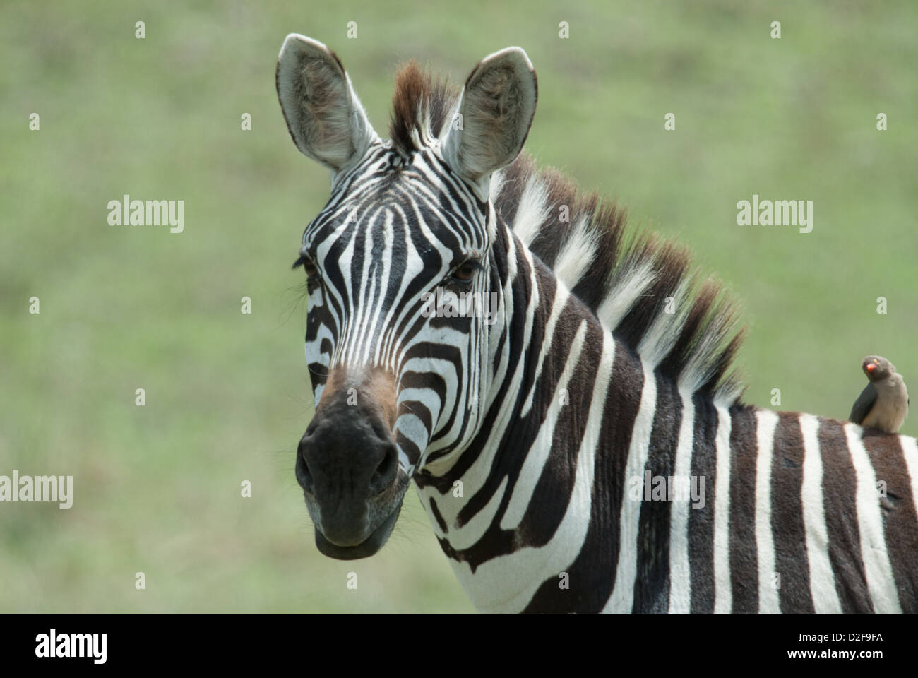 Equus zebra back hi-res stock photography and images - Alamy